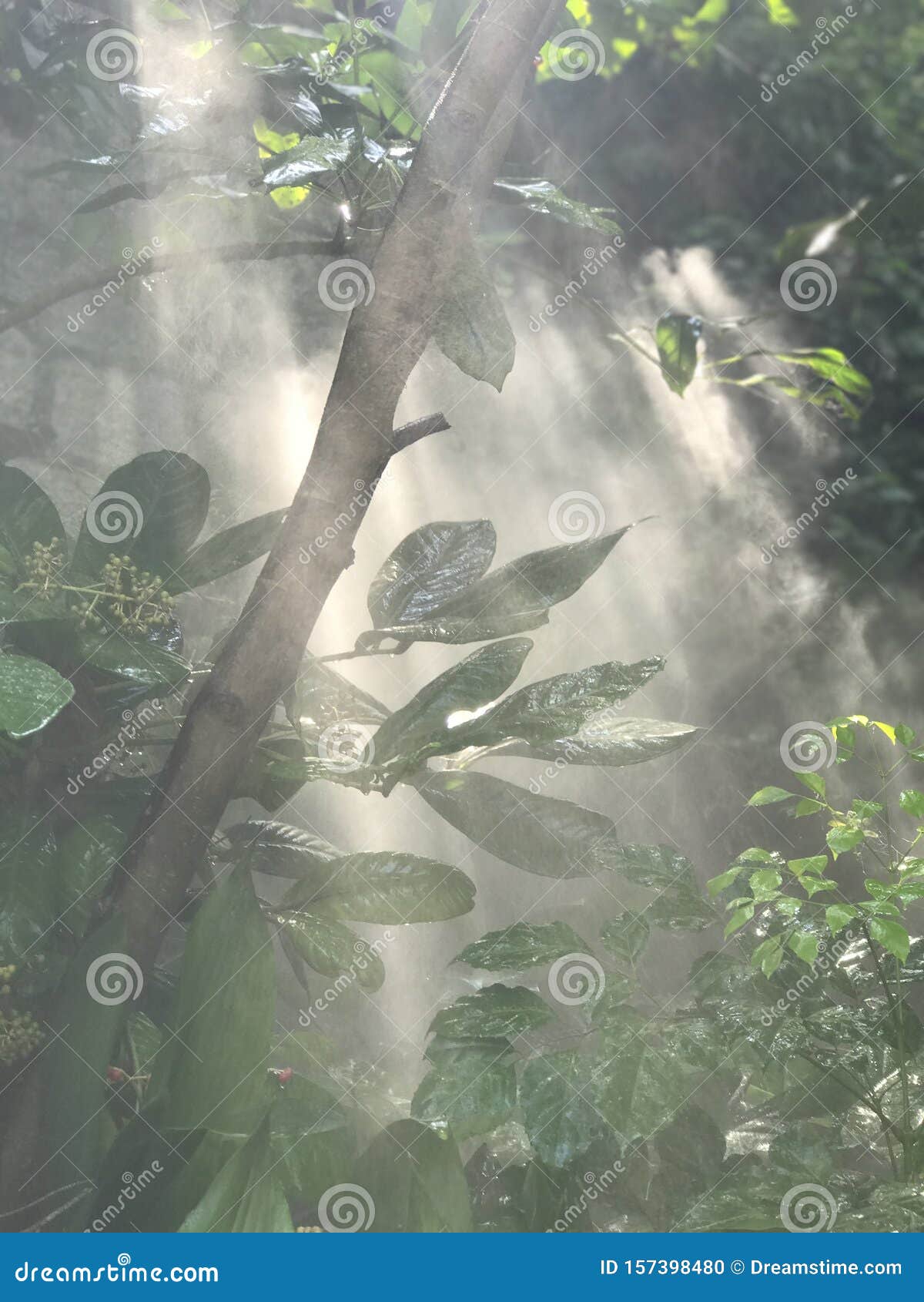 Mist. Shining with the Vapour Stock Photo - Image of balcony, leaves ...