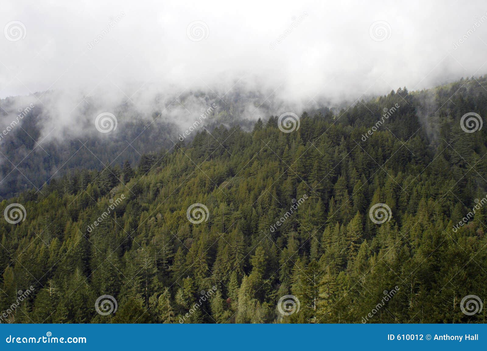 Mist shrouded forest stock photo. Image of pine, hidden - 610012