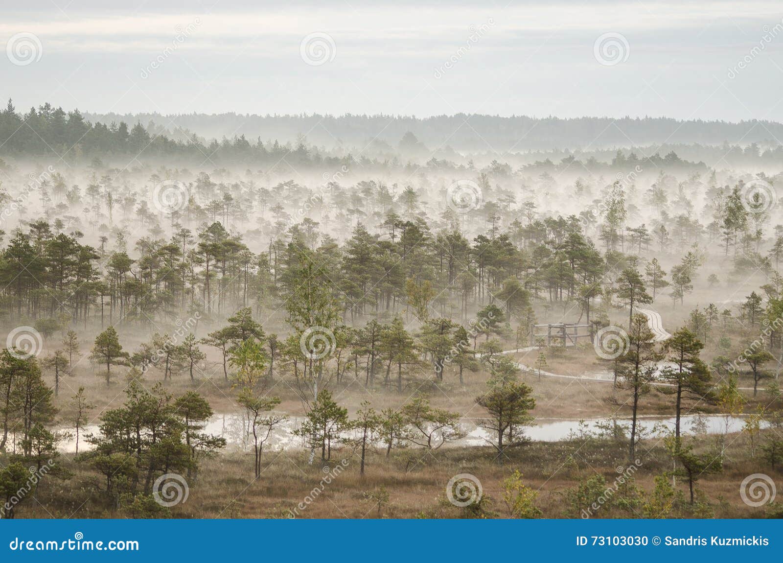 Mist in swamp Kemeri stock photo. Image of misty, reflection - 73103030
