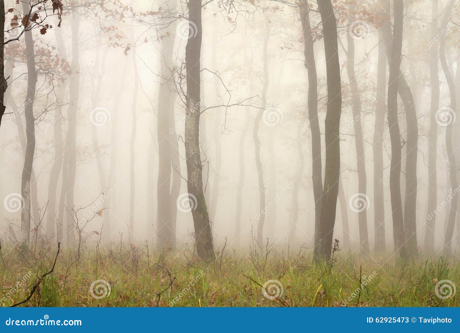 Mist through the trees stock image. Image of mystery - 62925473