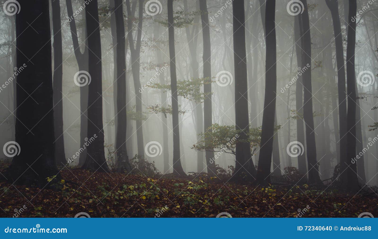Mist through Trees in Mysterious Forest Stock Photo - Image of dreamy ...