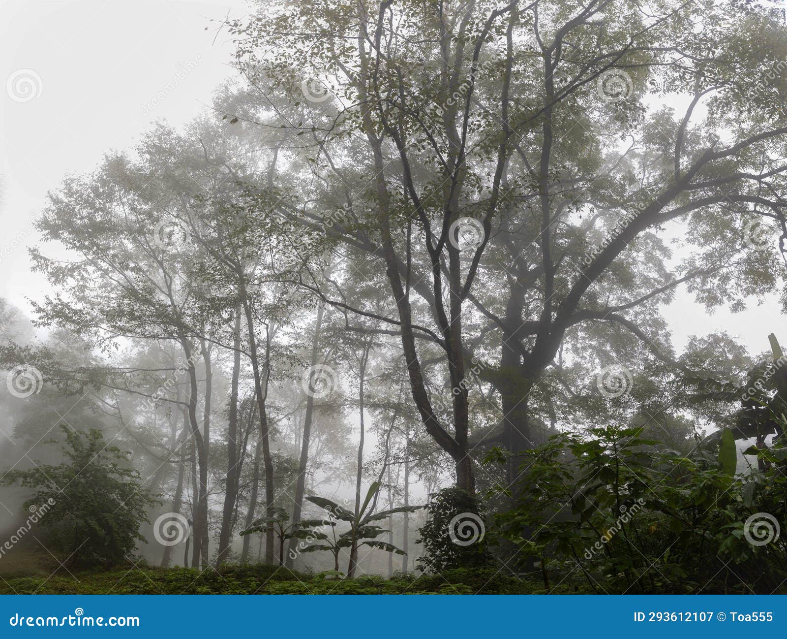 Mist on Tropical Rainforest Mountain, Tropical Forests Can Absorb ...