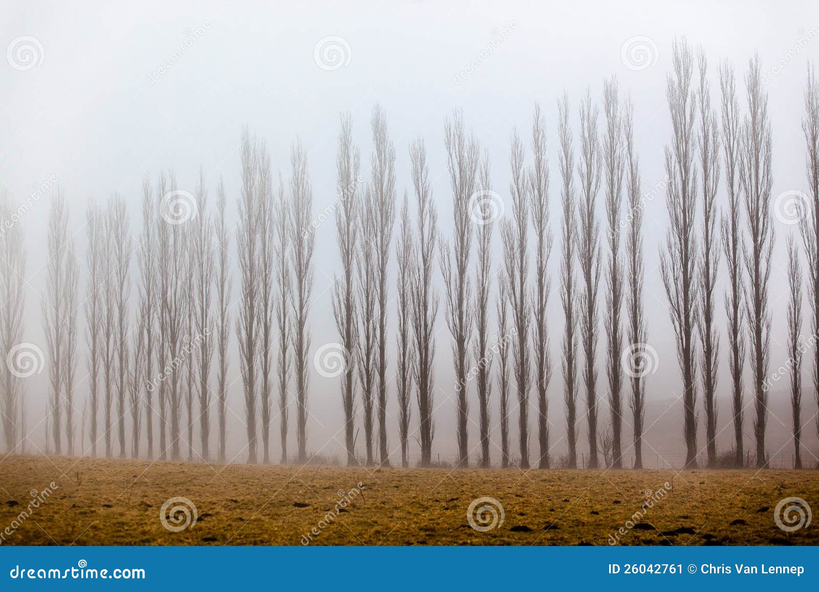 Mist Vertical Trees Line stock image. Image of nature - 26042761