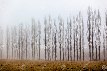 Mist Vertical Trees Line stock image. Image of nature - 26042761