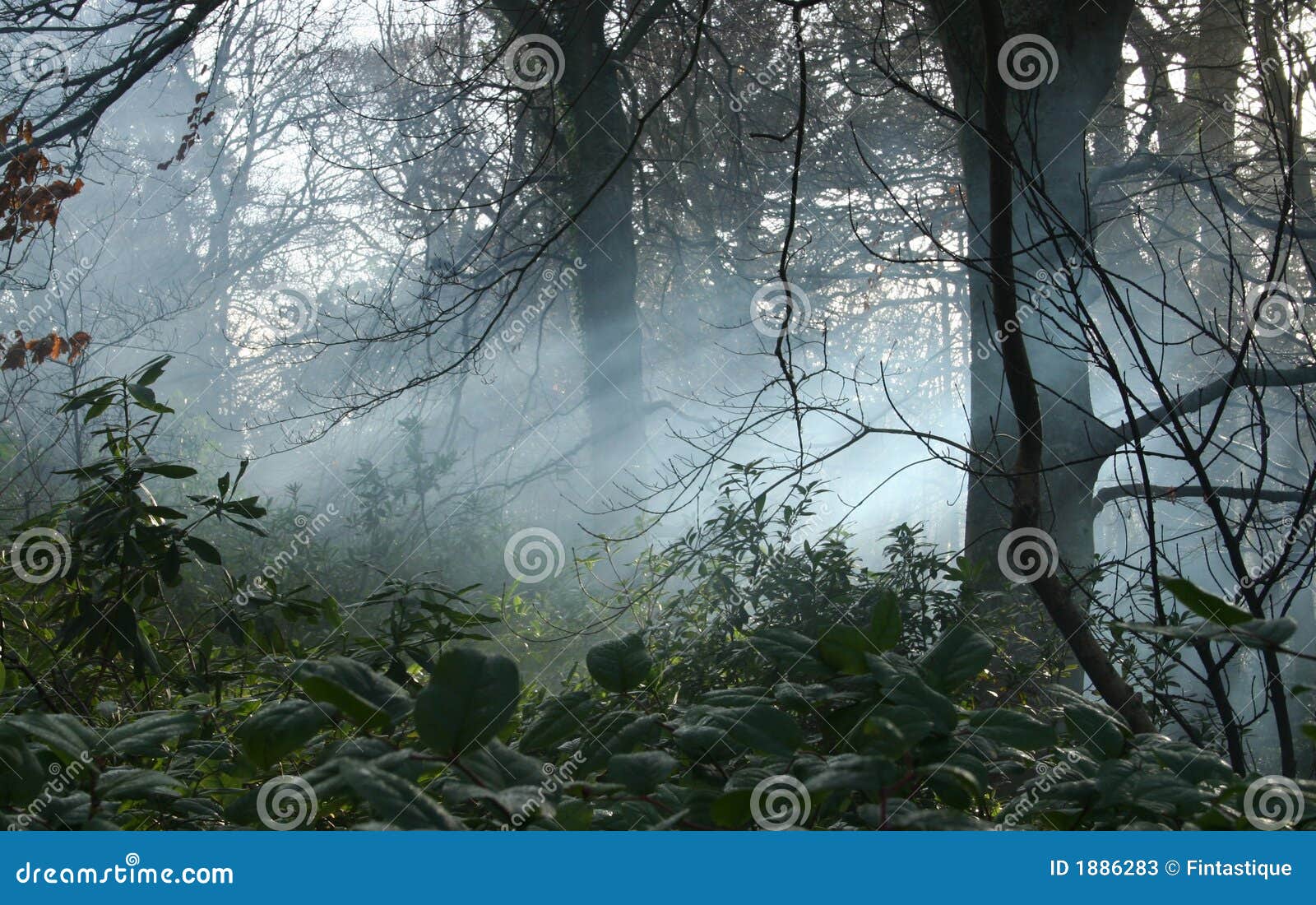 Mist in woodlands stock image. Image of forest, shrubs - 1886283