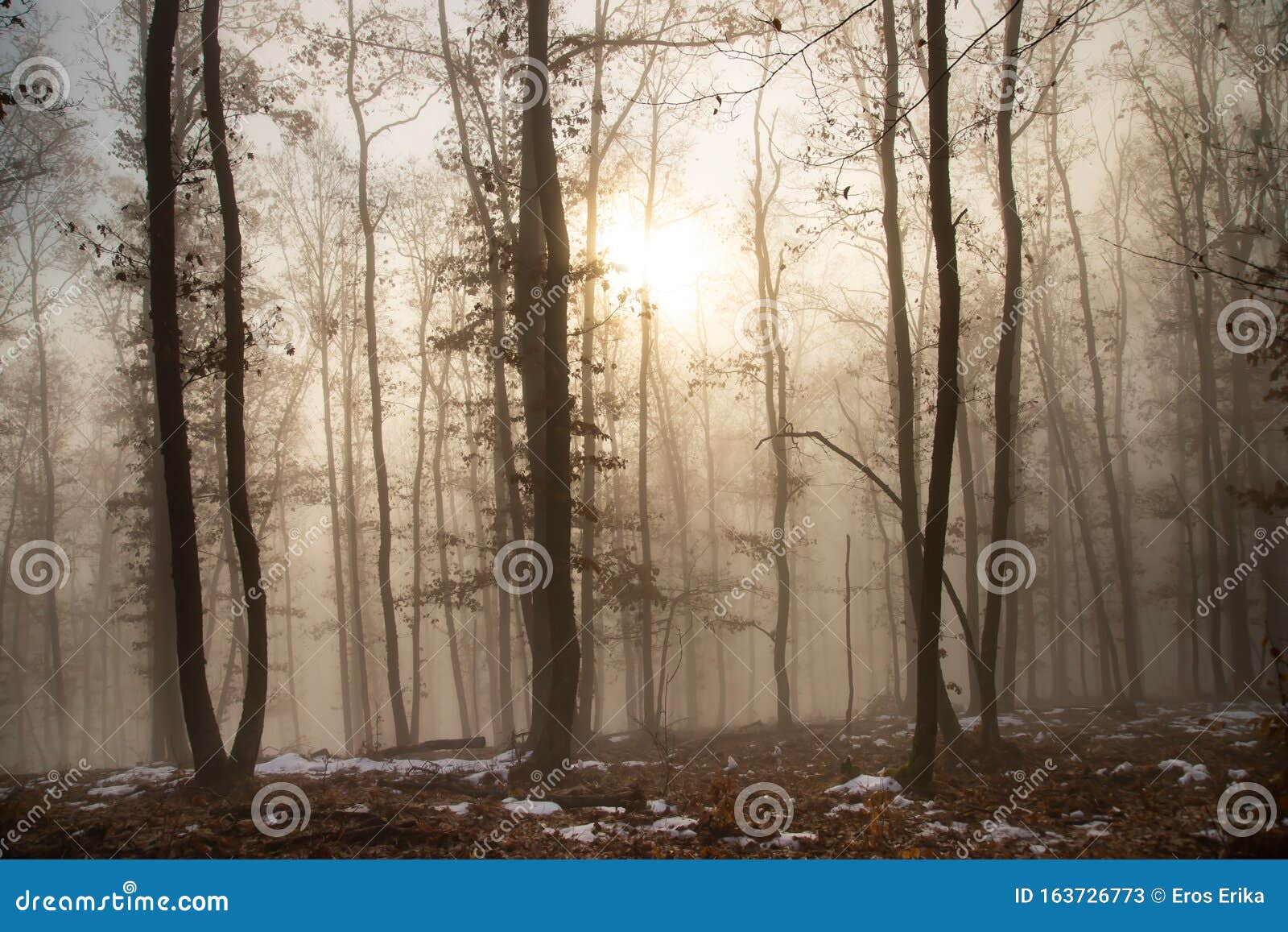 Mist in the woods stock image. Image of dark, landscape - 163726773