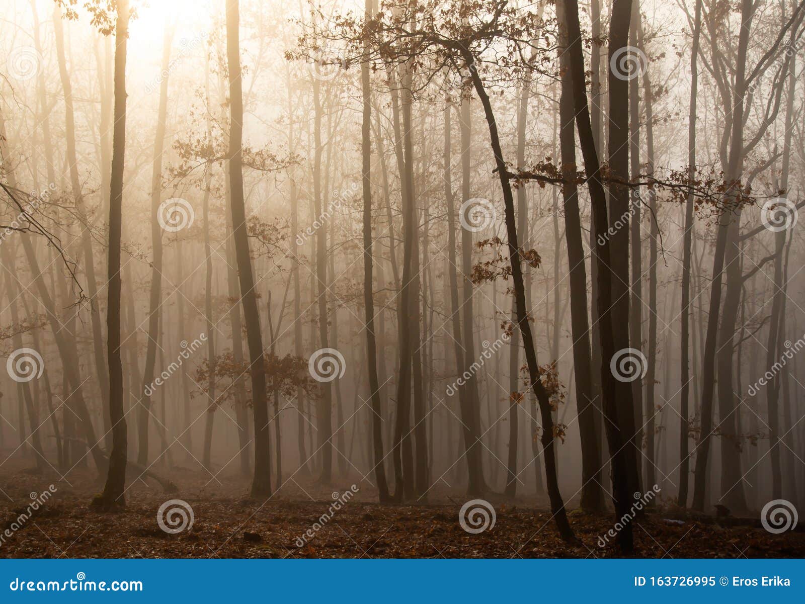 Mist in the woods stock image. Image of forest, night - 163726995