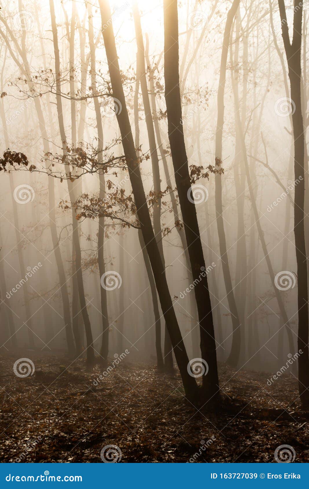 Mist in the woods stock image. Image of blue, black - 163727039