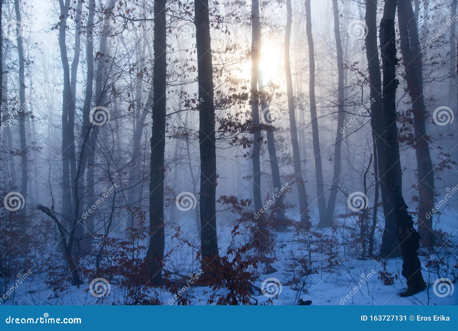 Mist in the woods stock image. Image of landscape, woods - 163727131
