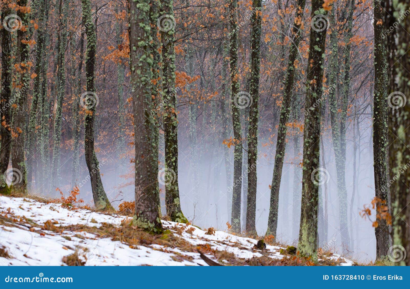 Mist in the woods stock photo. Image of magic, ground - 163728410