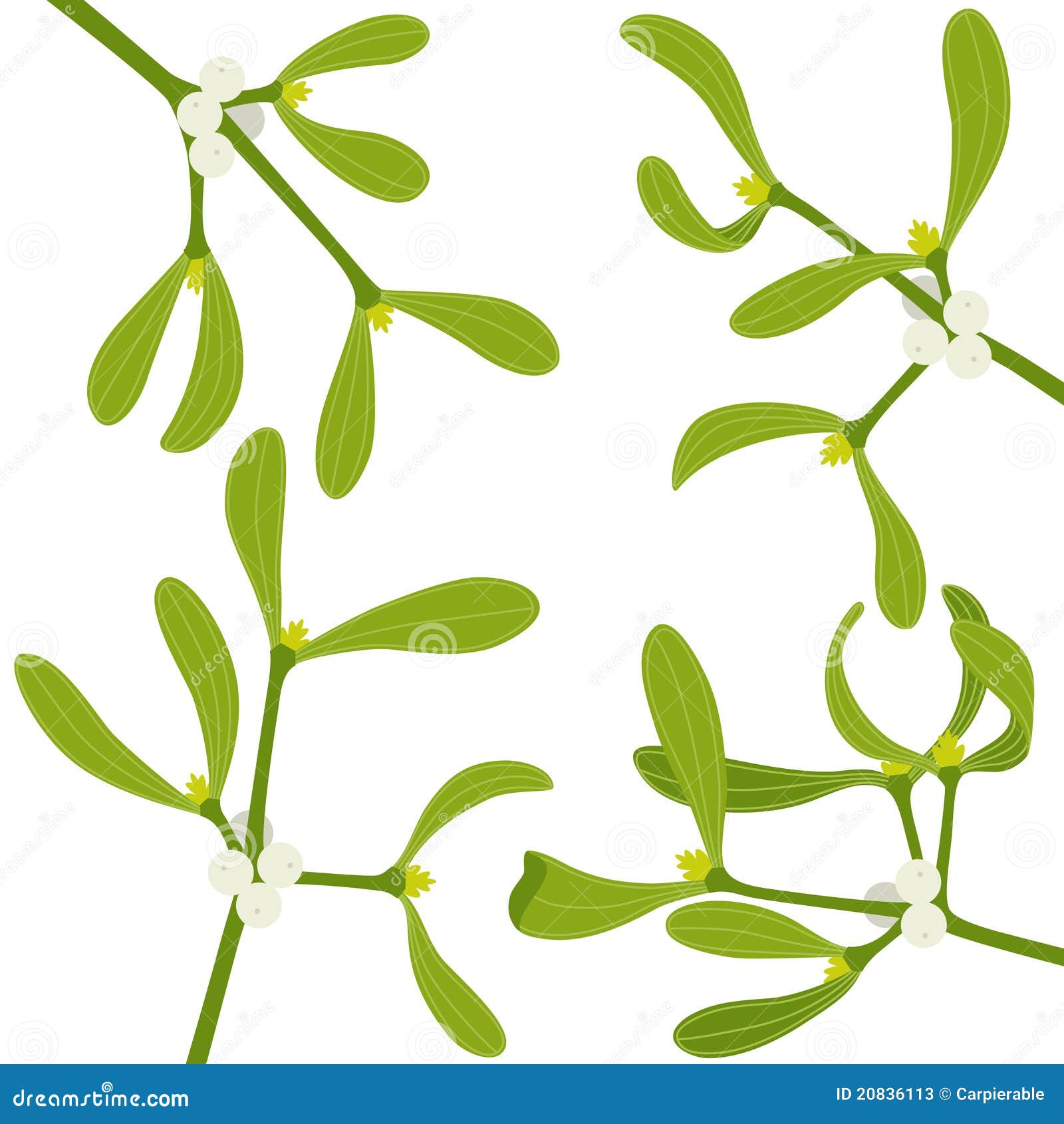 Mistel Sprigs vektor abbildung. Illustration von täglich - 20836113