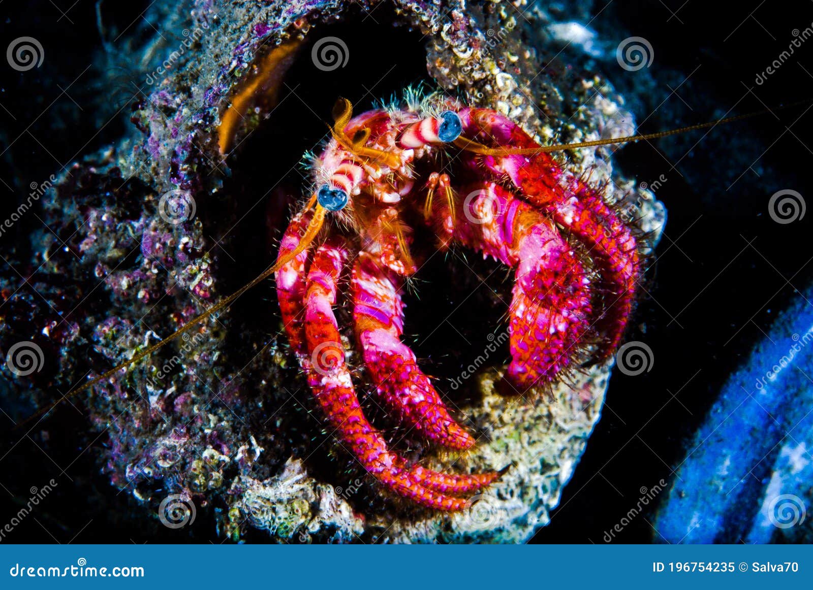 Doctor Crab. Large Crab In A Medical Mask , Concept Of Protection ...