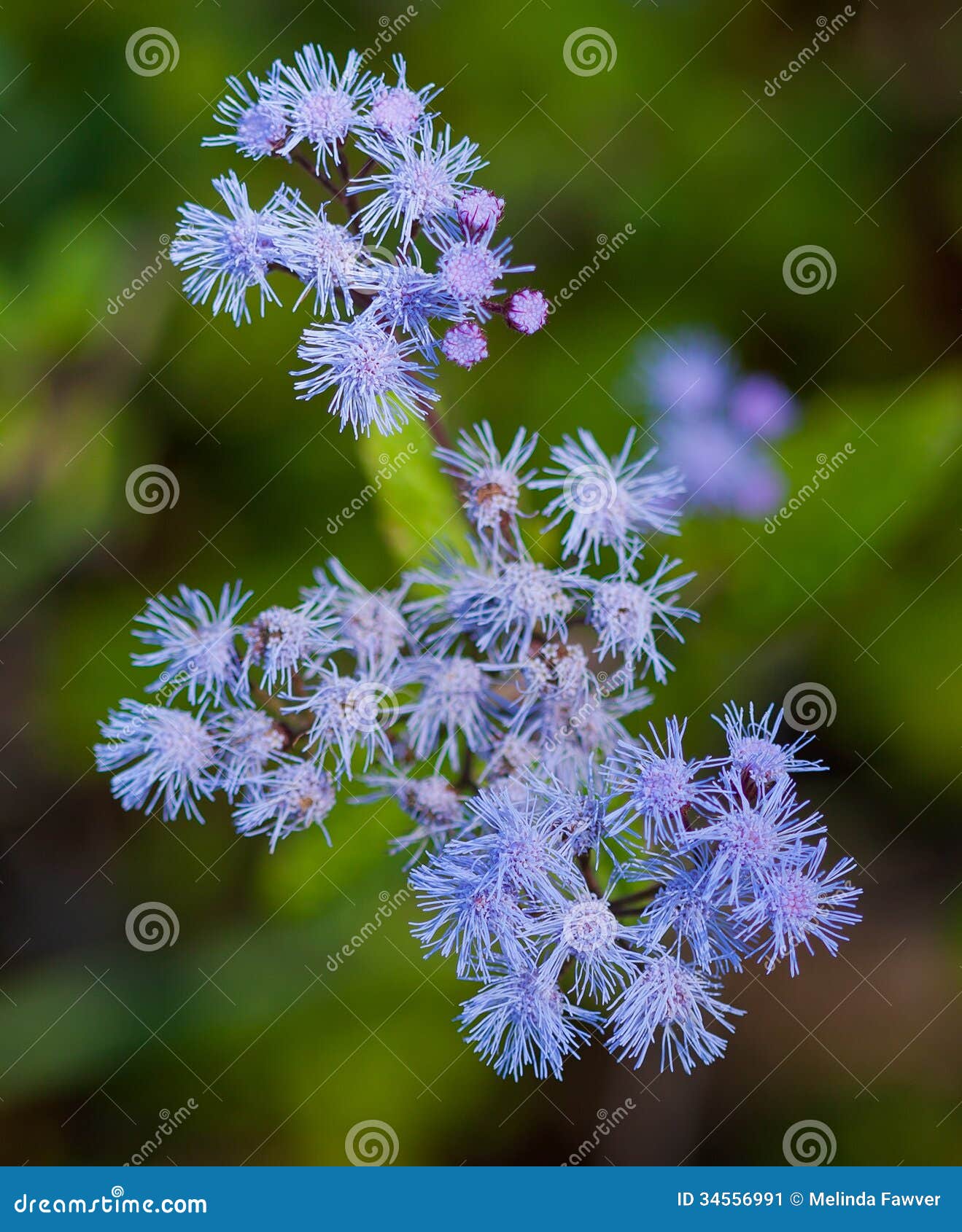 Mistflower stock image. Image of disk, coelestinum, wildflower - 34556991