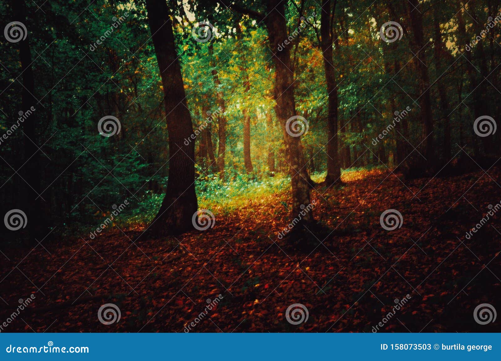 Mistic forest stock image. Image of forest, mistic, trees - 158073503