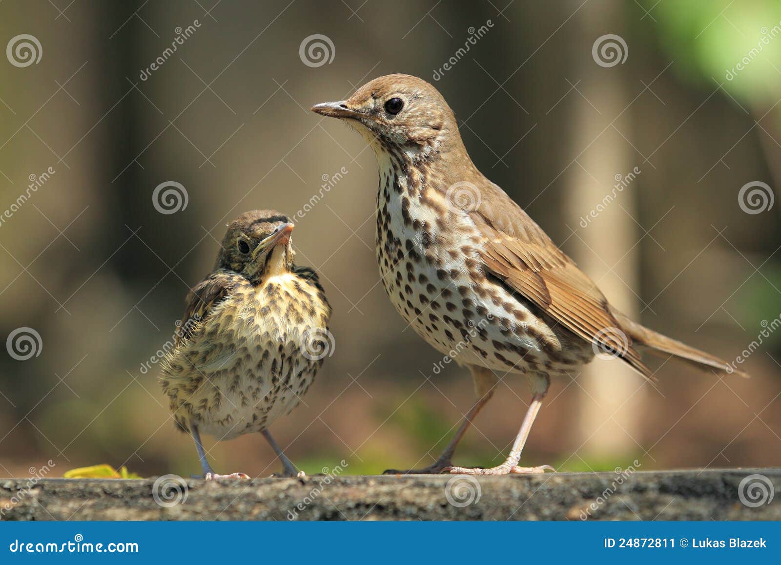 Mistle thrush stock image. Image of nature, viscivorus - 24872811
