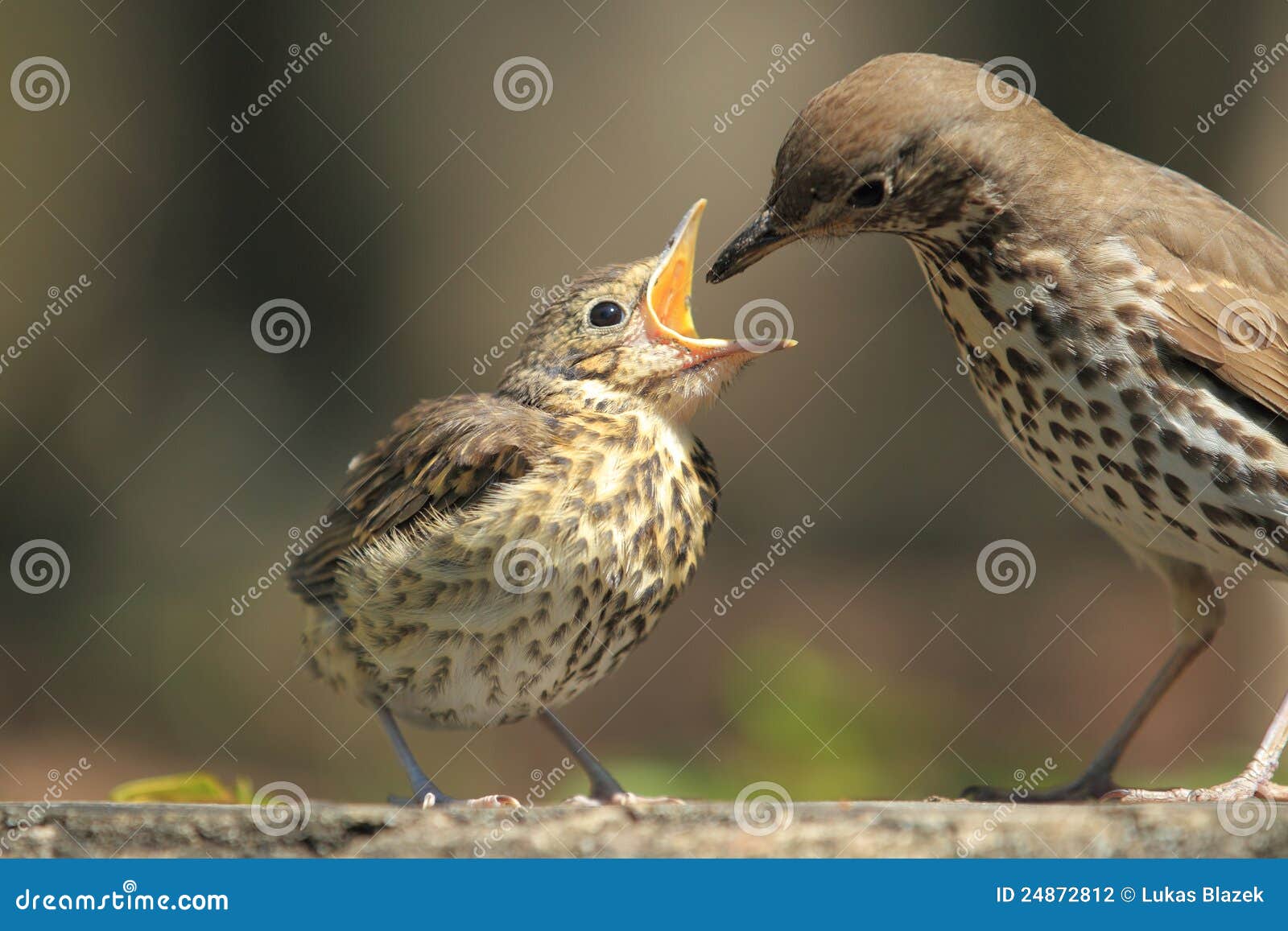 Mistle thrush stock photo. Image of bill, feeding, juvenile - 24872812