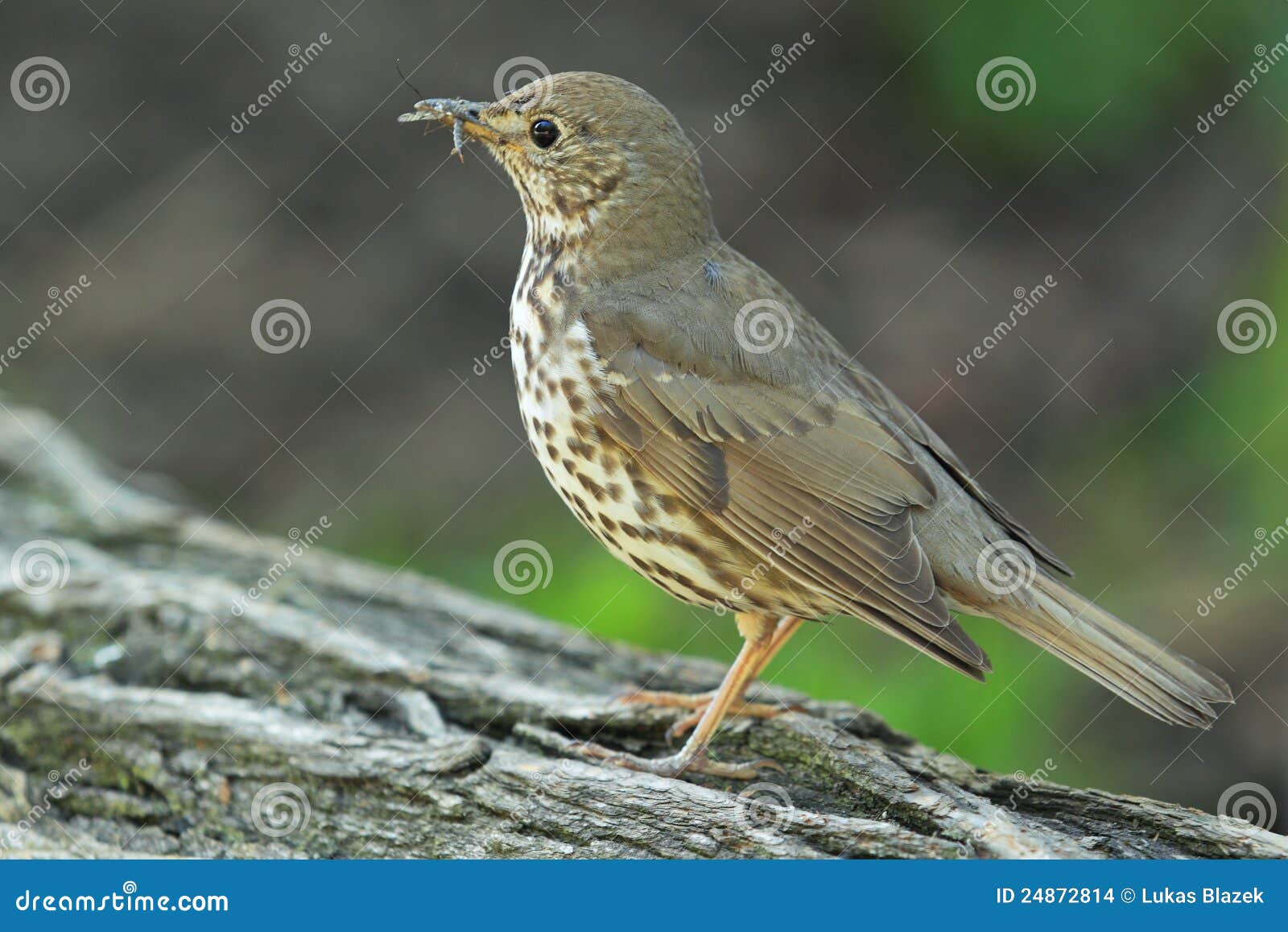 Mistle thrush stock photo. Image of viscivorus, standing - 24872814