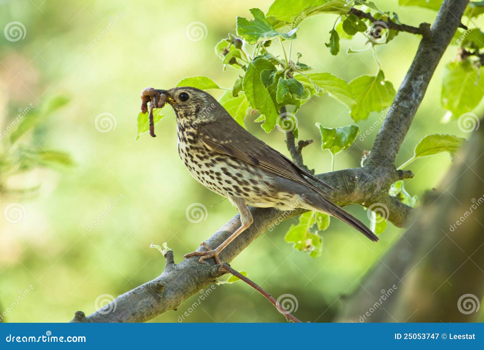 Mistle thrush stock image. Image of branch, viscivorus - 25053747