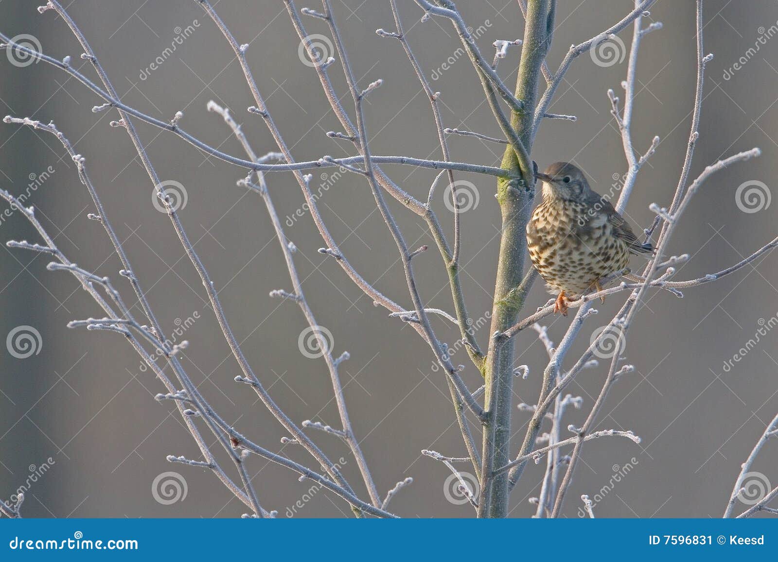 Mistle Thrush bird in tree stock image. Image of outdoors - 7596831