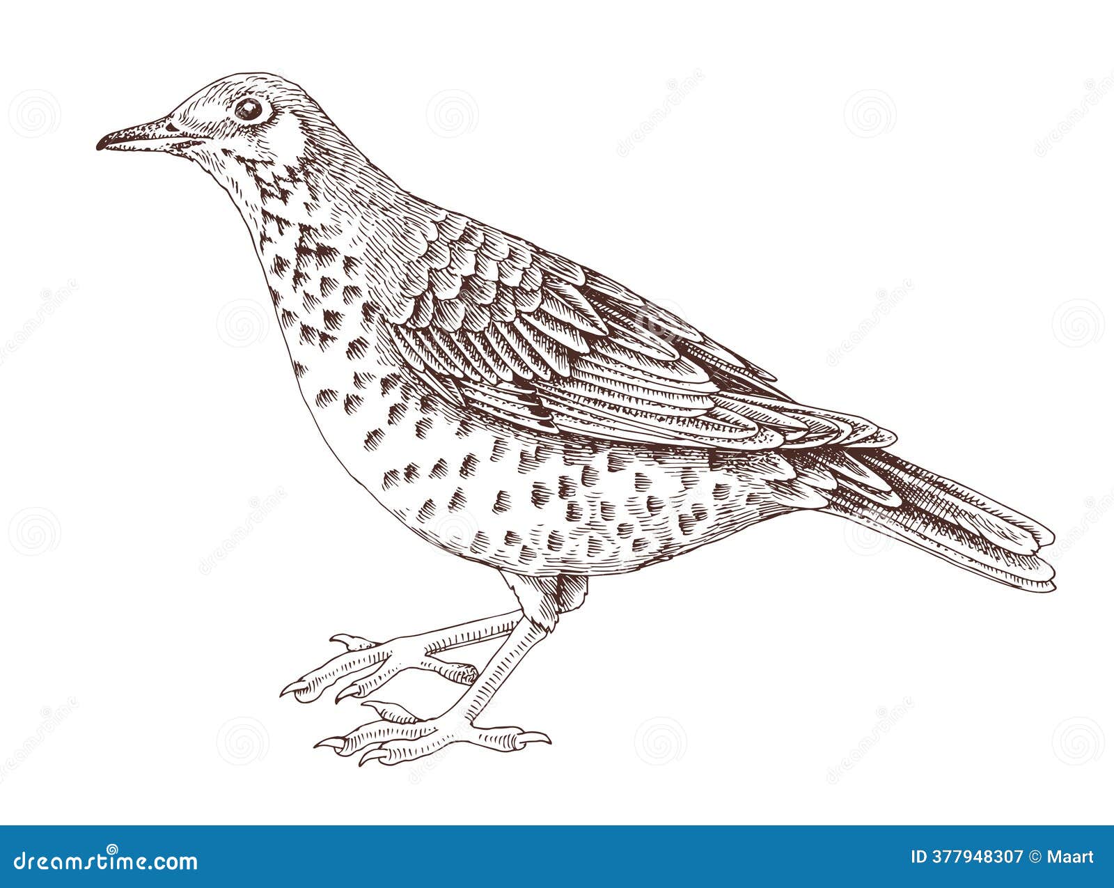 Thrush Icon. Trendy Modern Flat Linear Vector Thrush Icon On White ...