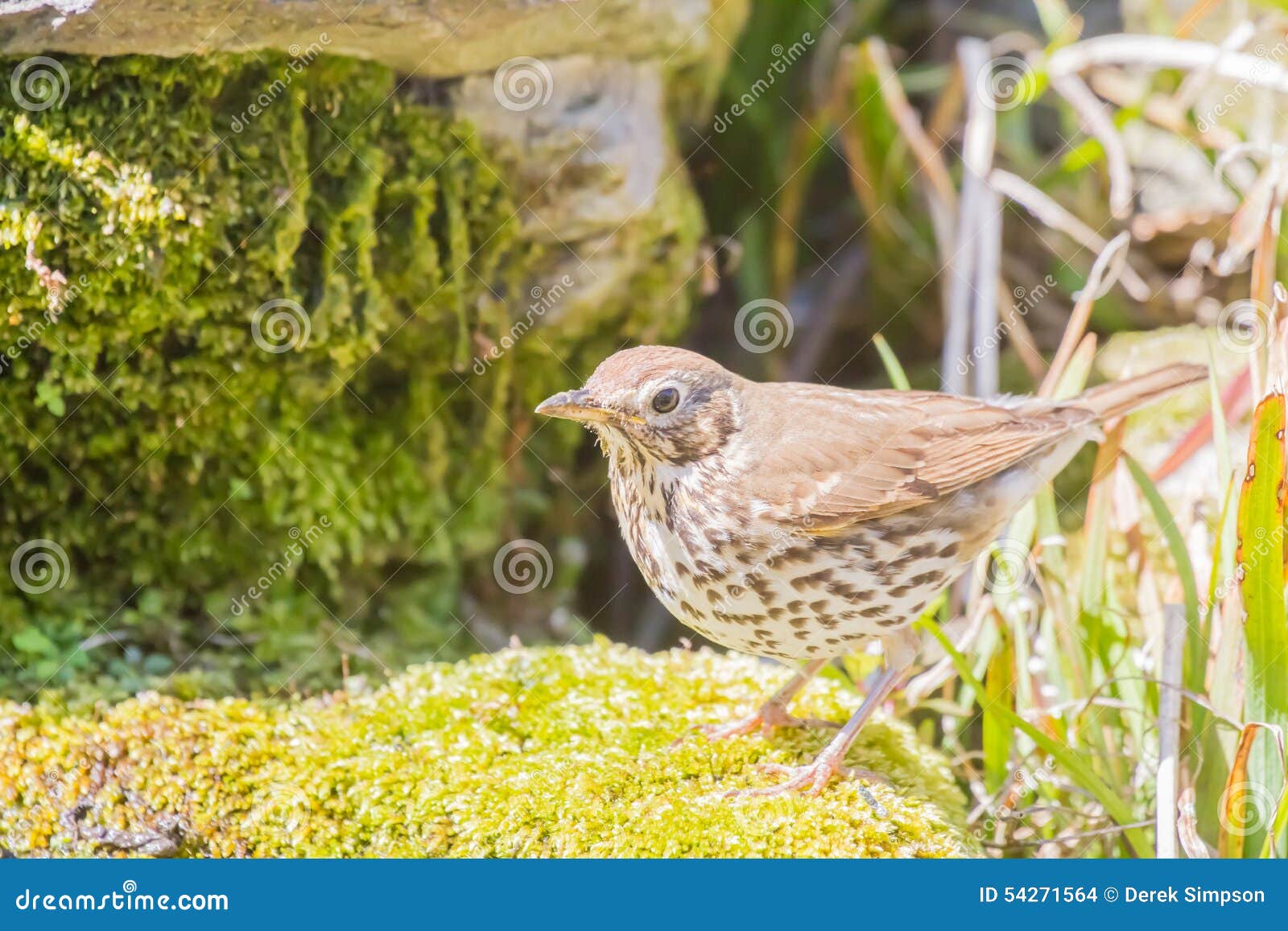 Mistle thrush stock photo. Image of beautiful, turdus - 54271564