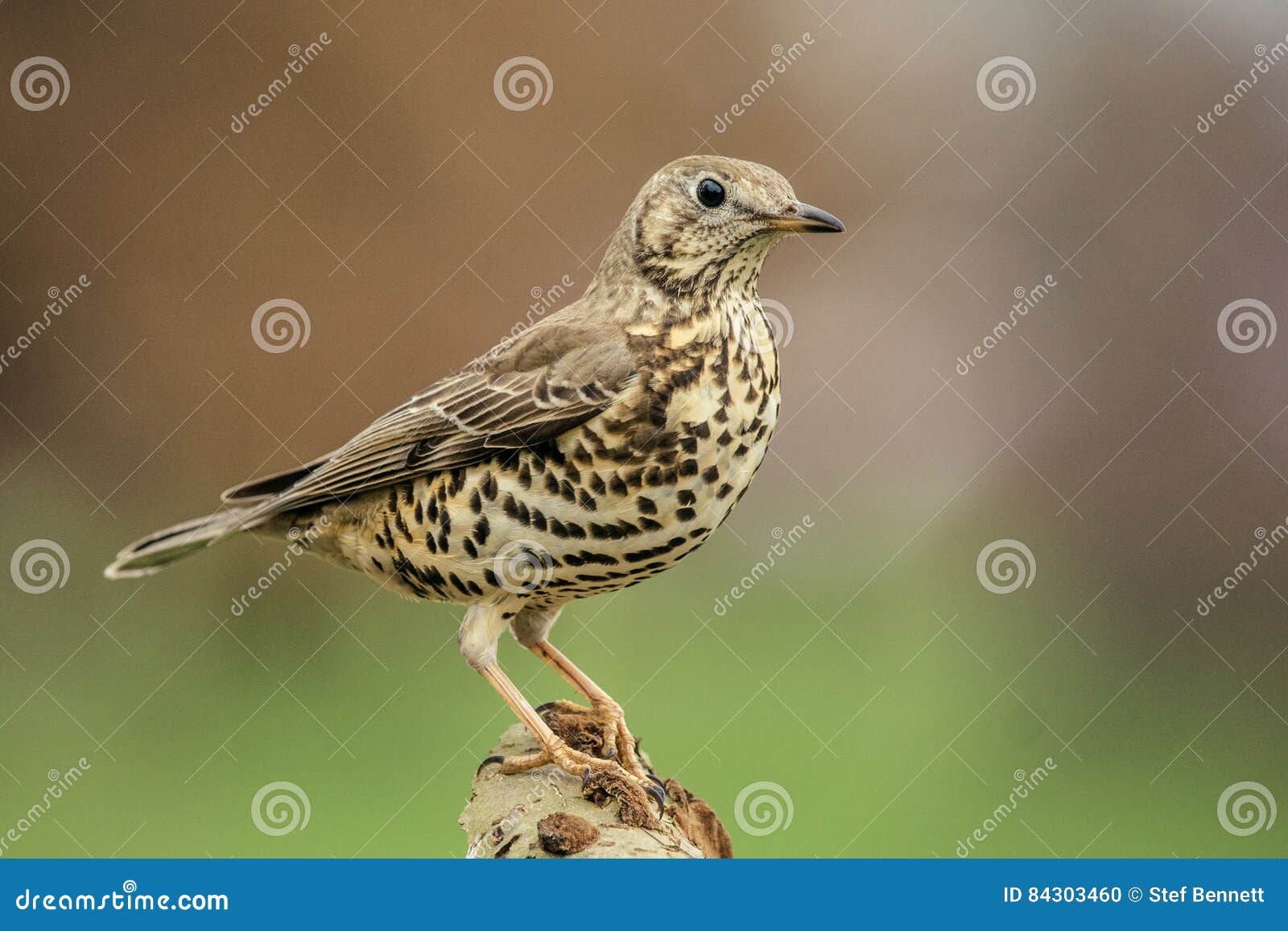 Mistle Thrush stock photo. Image of bird, thrush, viscivorus - 84303460