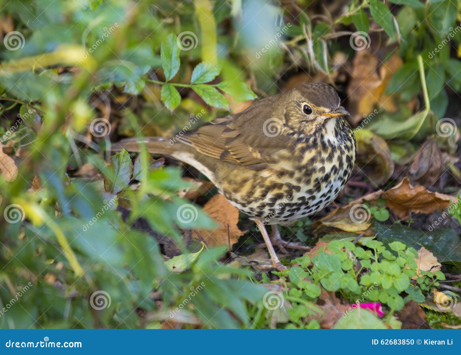 Mistle Thrush stock photo. Image of early, garden, excitement - 62683850