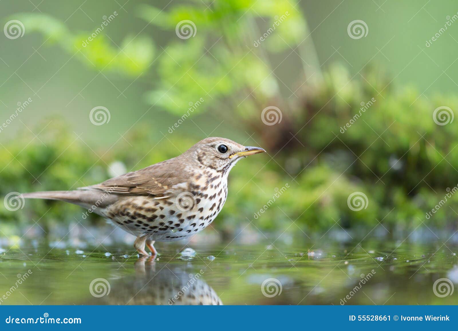 Mistle Thrush in nature stock image. Image of holland - 55528661