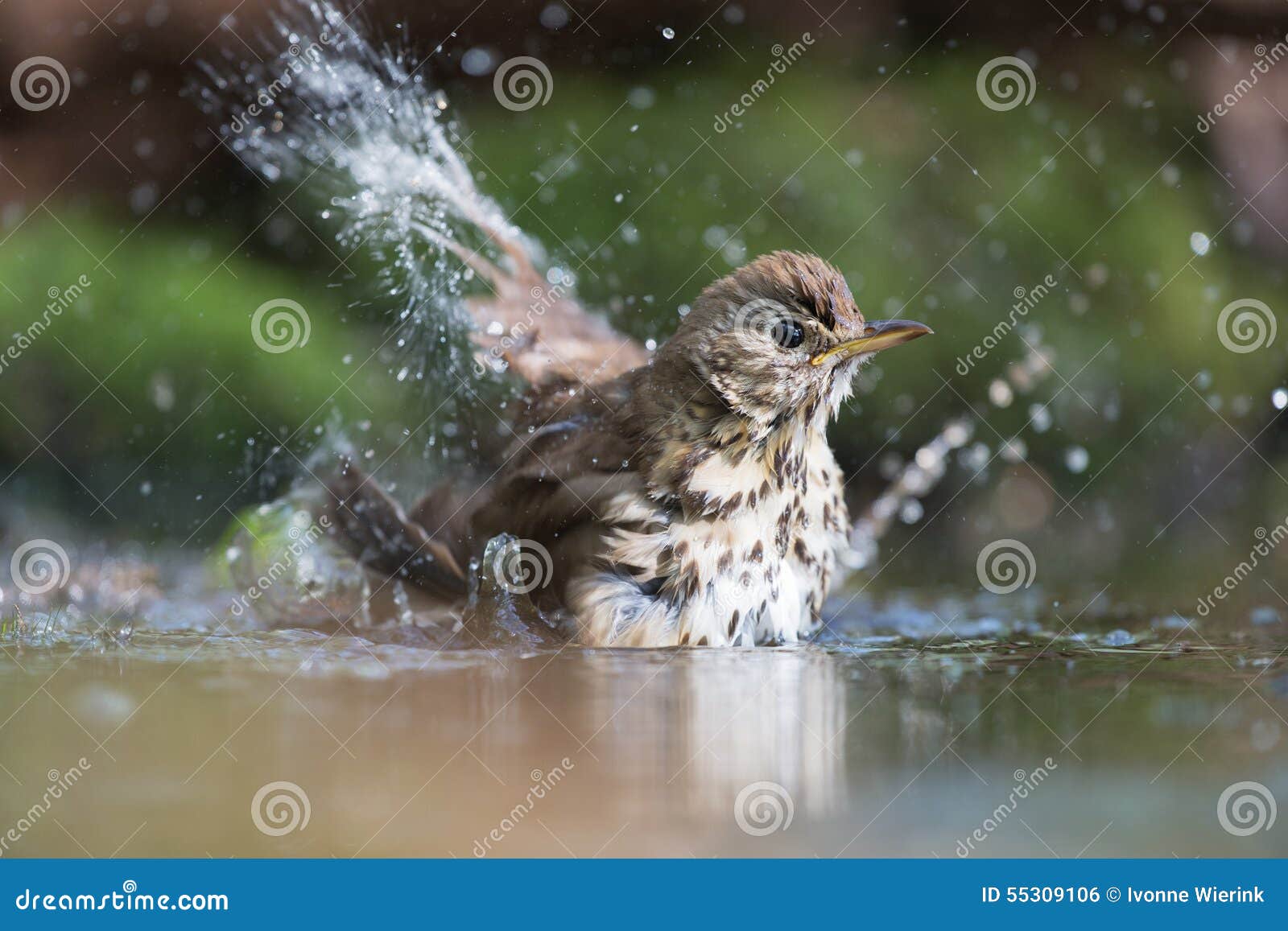 Mistle Thrush in Nature Wather Stock Photo - Image of trunk, bathing ...