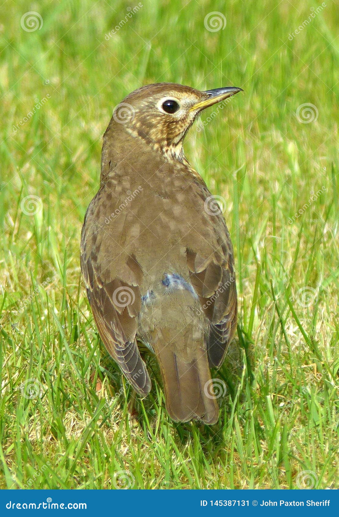 Mistle Thrush, Rear View, Sunny Day. Stock Image - Image of back, lawn ...