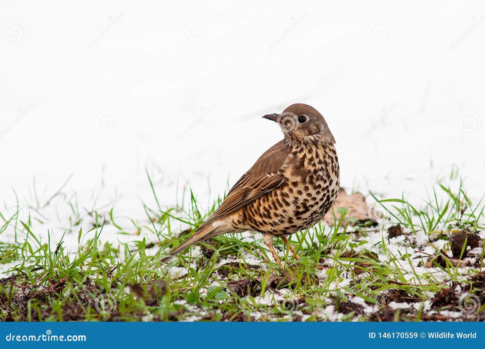 The Mistle Thrush Sits on the Grass with Snow. Turdus Viscivorus Stock ...