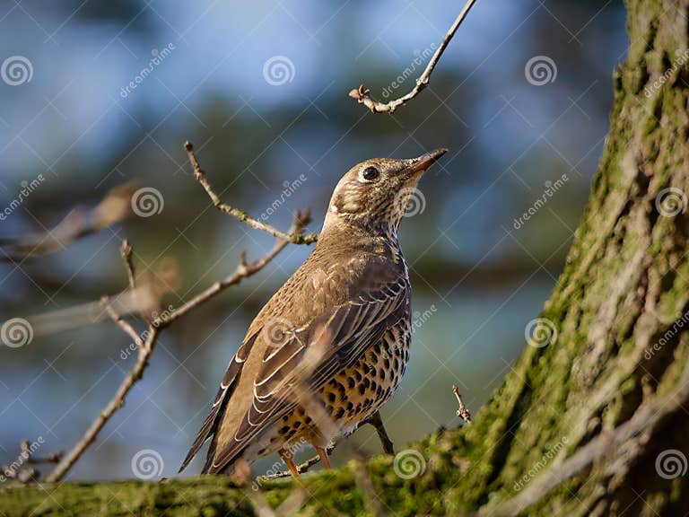 Mistle Thrush Sitting on a Tree Branch Stock Image - Image of nature ...