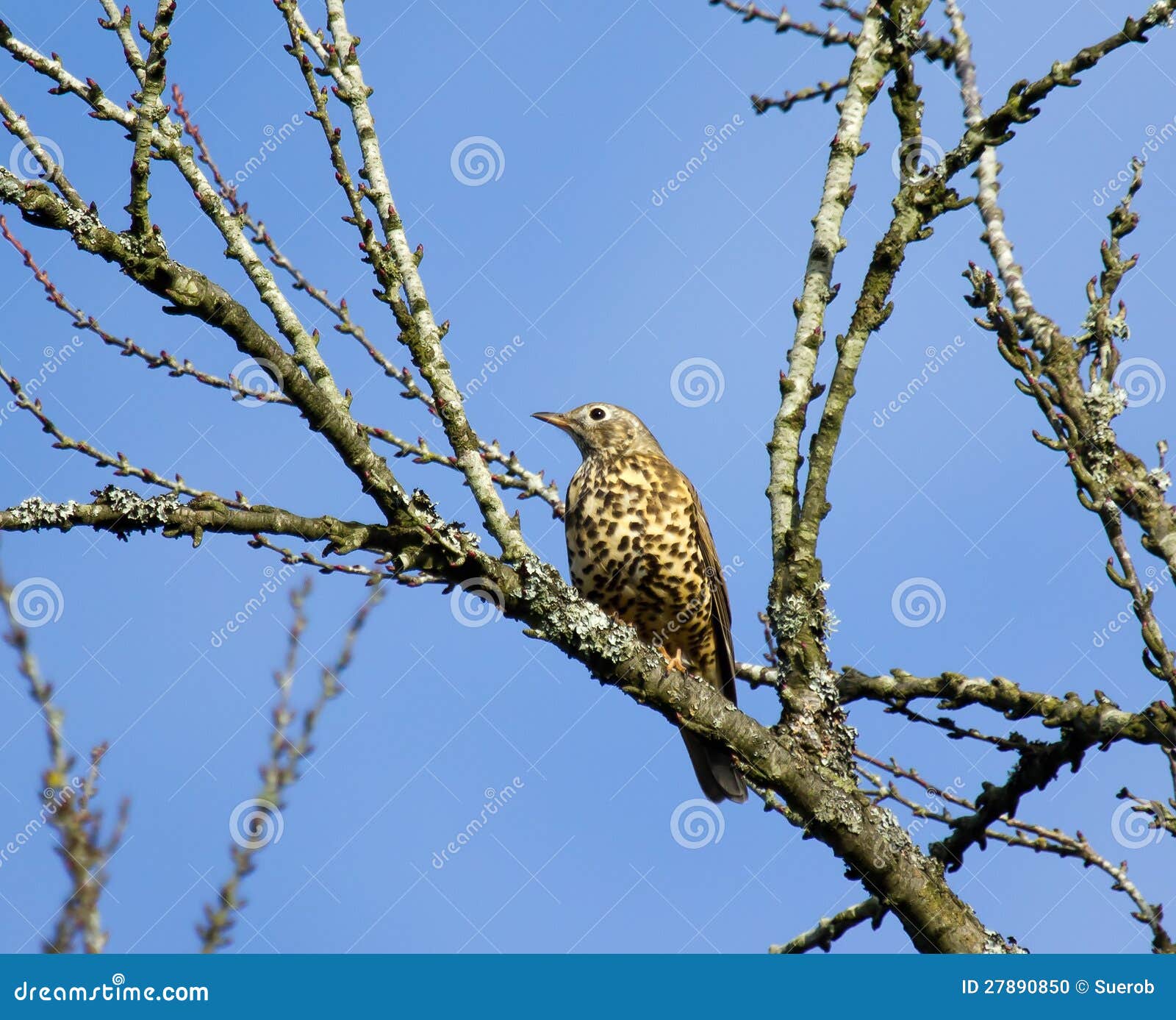 Mistle Thrush in Tree stock photo. Image of winter, bird - 27890850