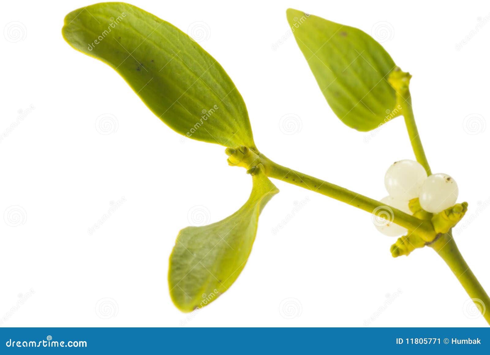 229 Mistletoe Stem Stock Photos - Free & Royalty-Free Stock Photos from ...