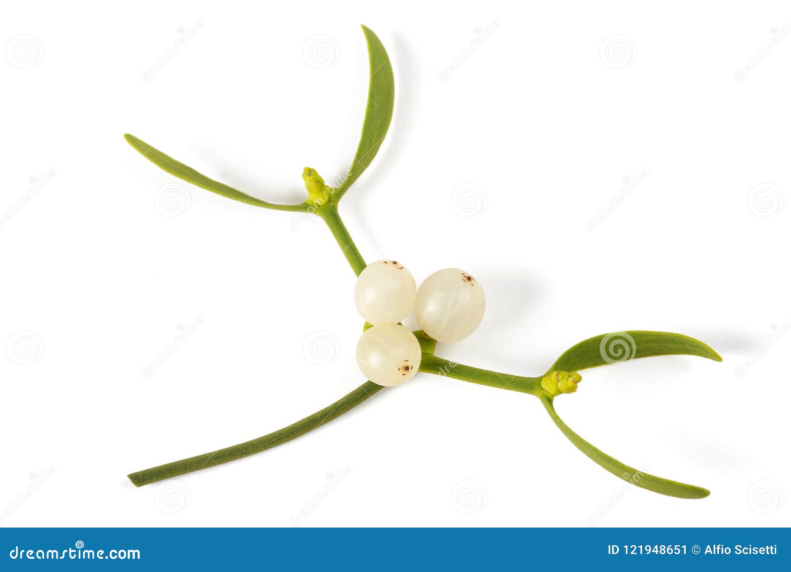 Mistletoe imagem de stock. Imagem de galeria, folhagem - 121948651