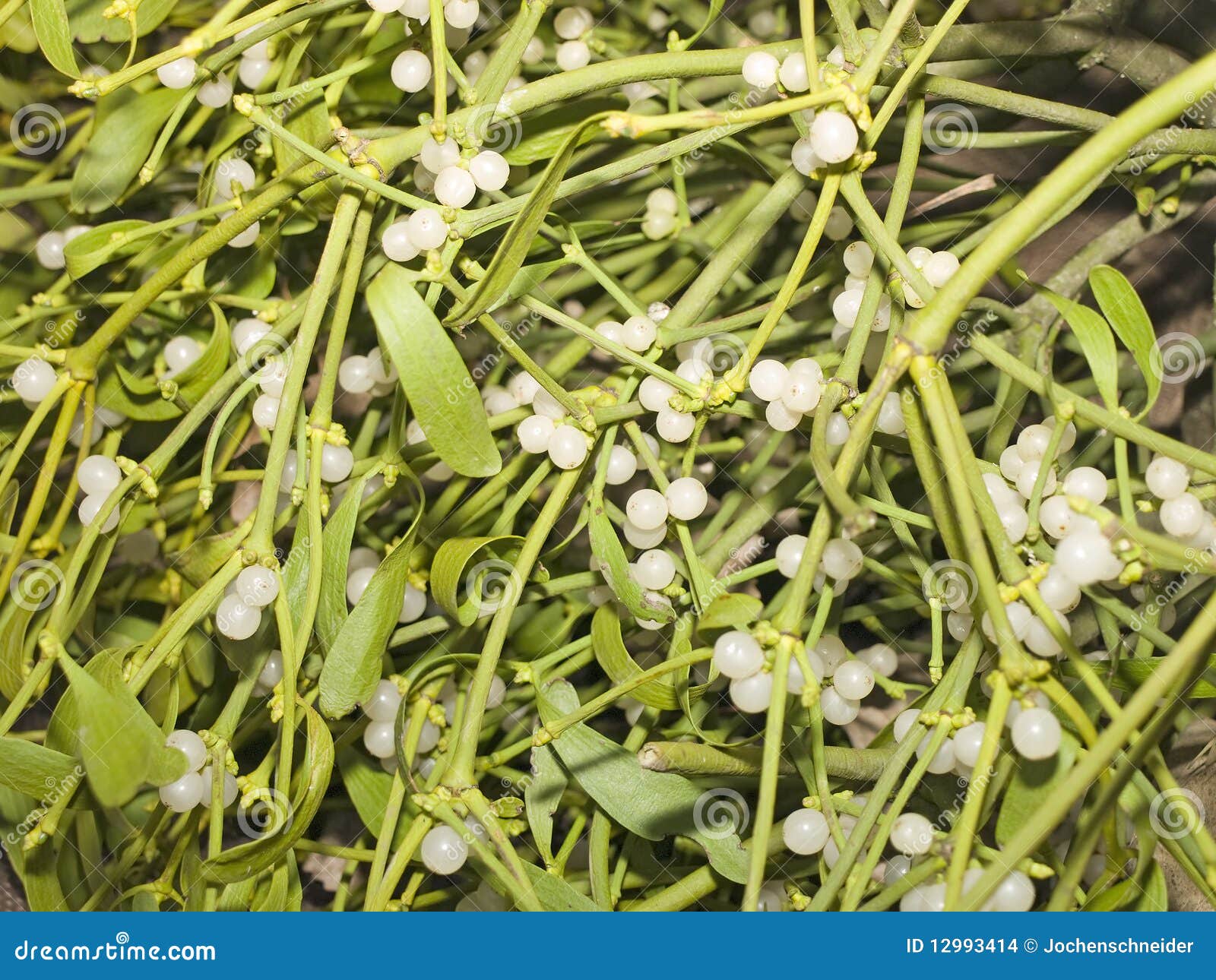Mistletoe stock photo. Image of decoration, healing, bloodpressure ...