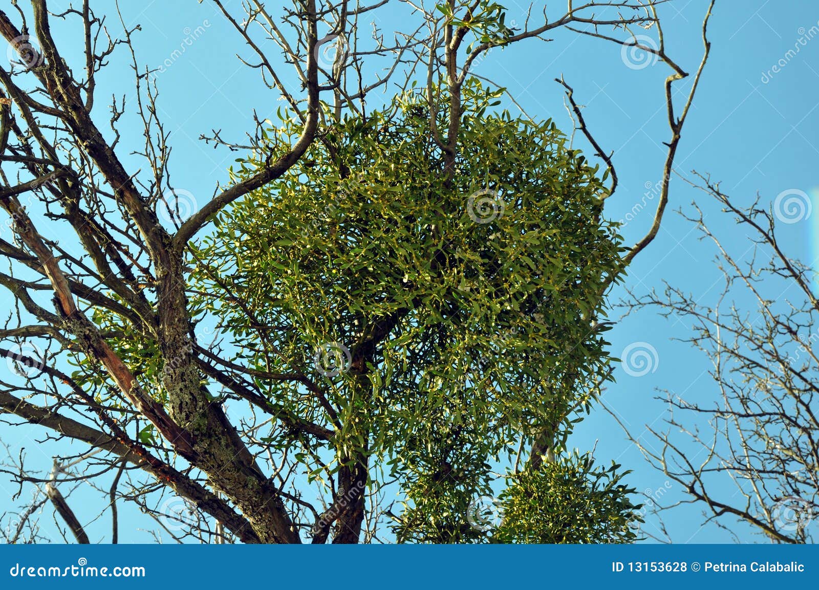 Mistletoe stock photo. Image of seasonal, autumn, green - 13153628