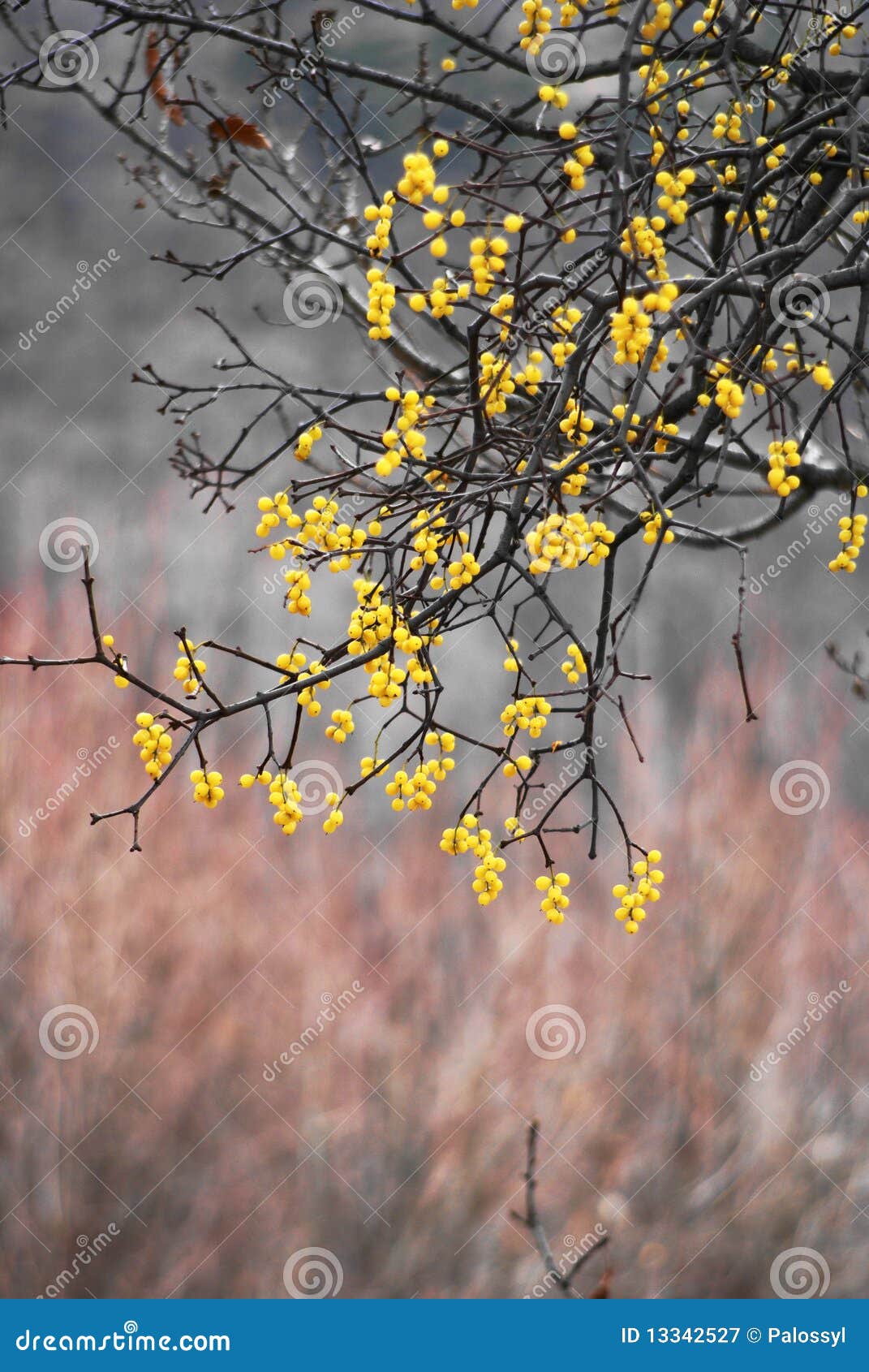 Mistletoe stock image. Image of mistletoe, beautiful - 13342527