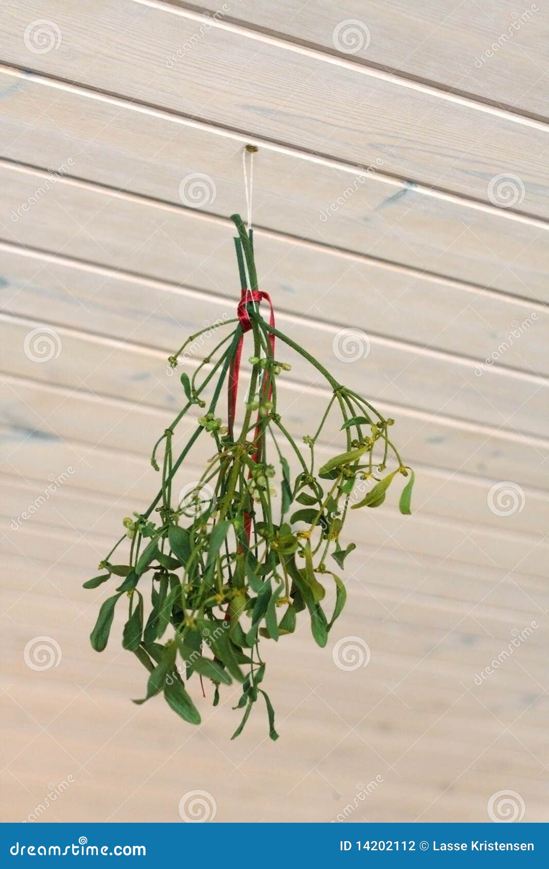 Mistletoe stock photo. Image of hanging, decoration, celebration - 14202112