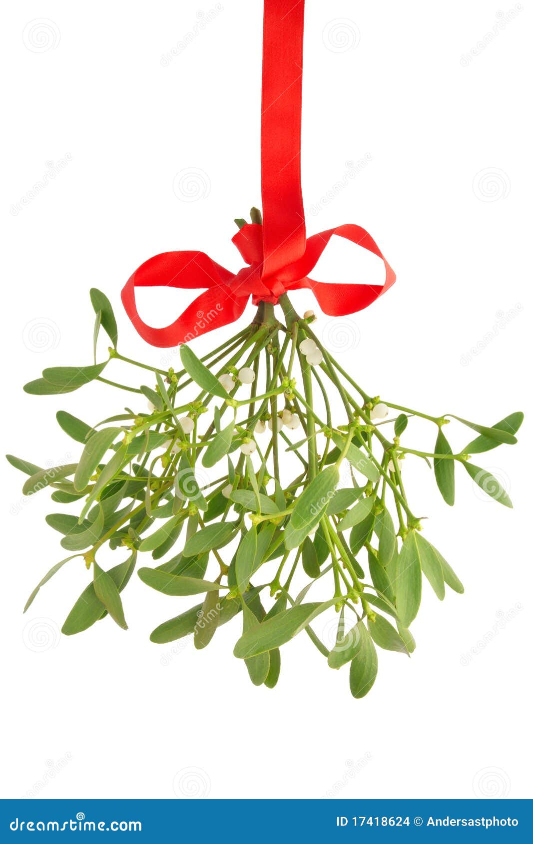 Mistletoe stock photo. Image of celebration, white, spirituality - 17418624