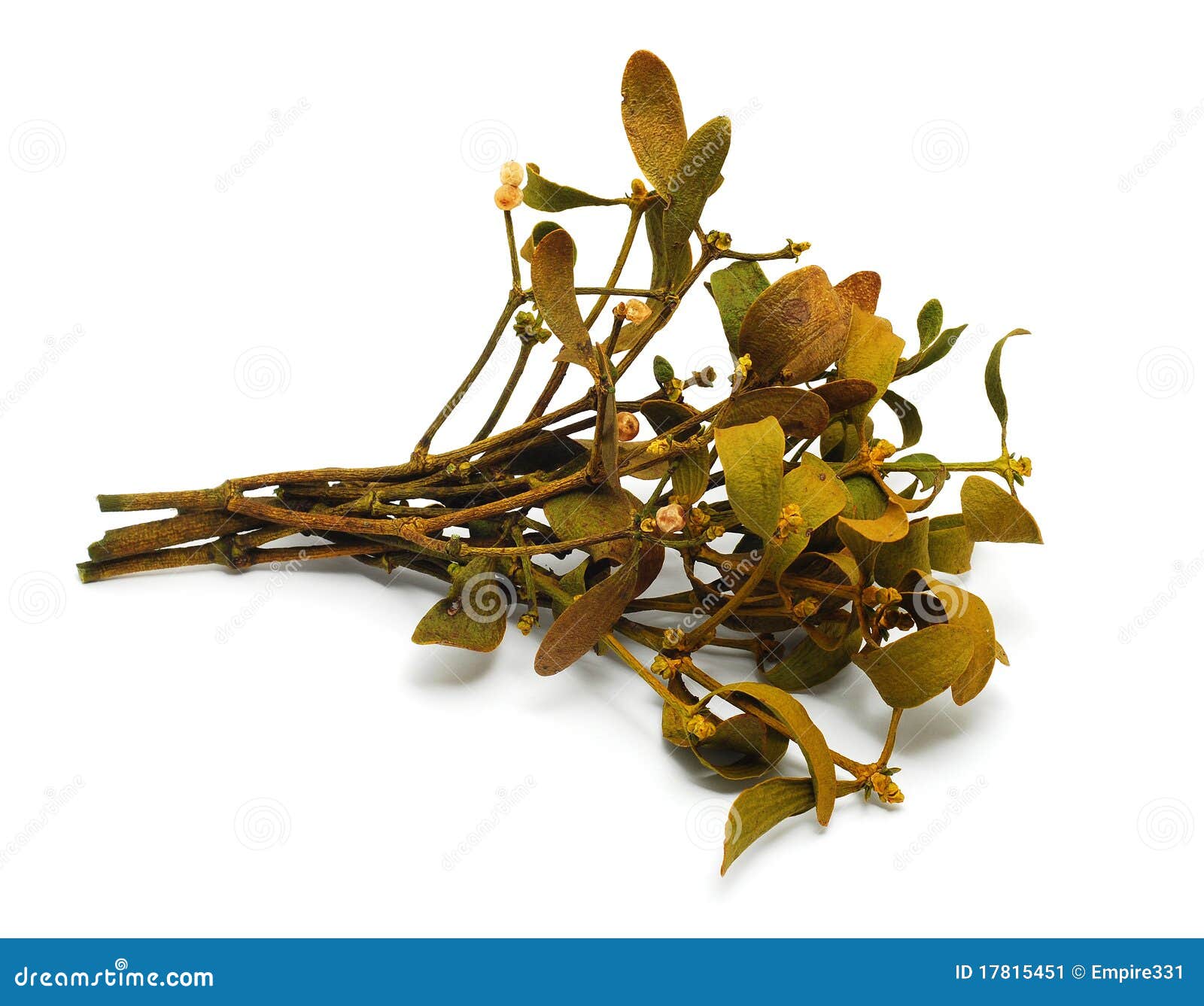 Mistletoe stock image. Image of isolated, tradition, decorative - 17815451