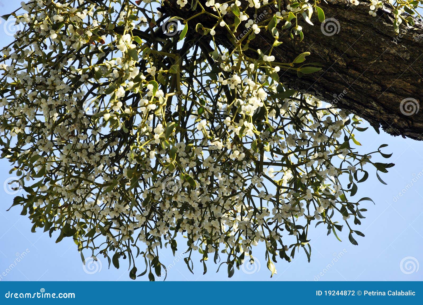 13,418 Mistletoe Photos - Free & Royalty-Free Stock Photos from Dreamstime