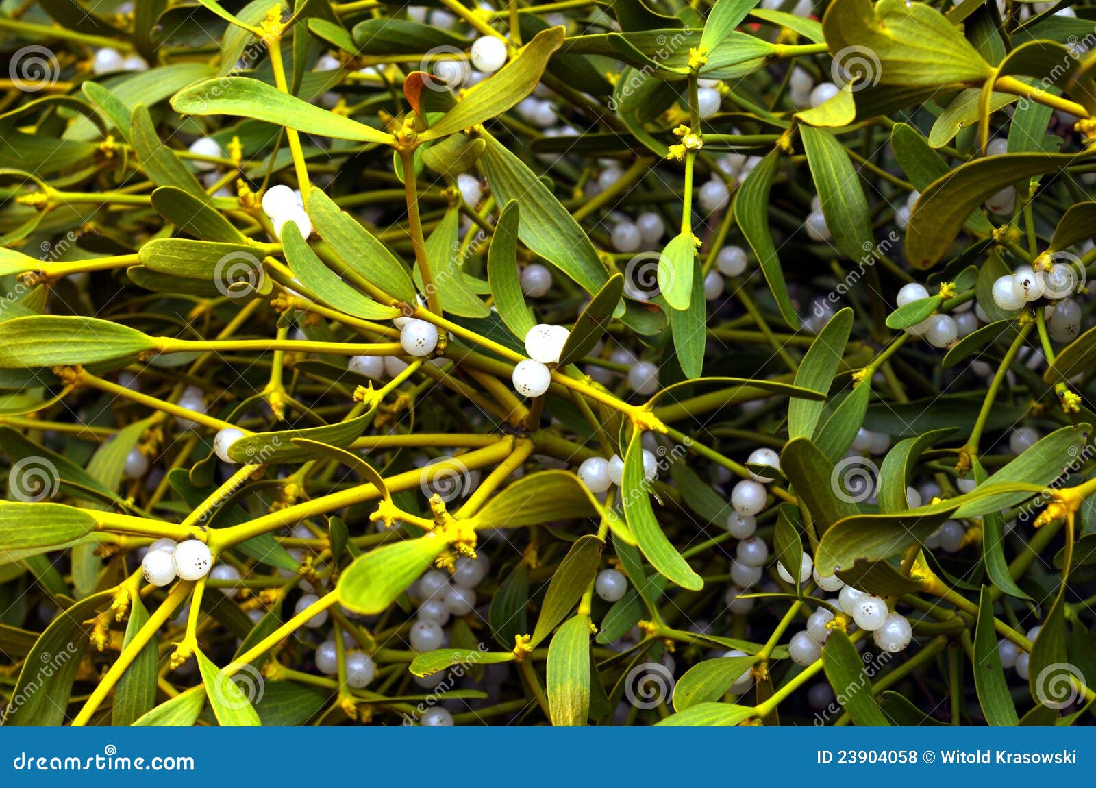 Mistletoe stock photo. Image of ritual, nature, green - 23904058