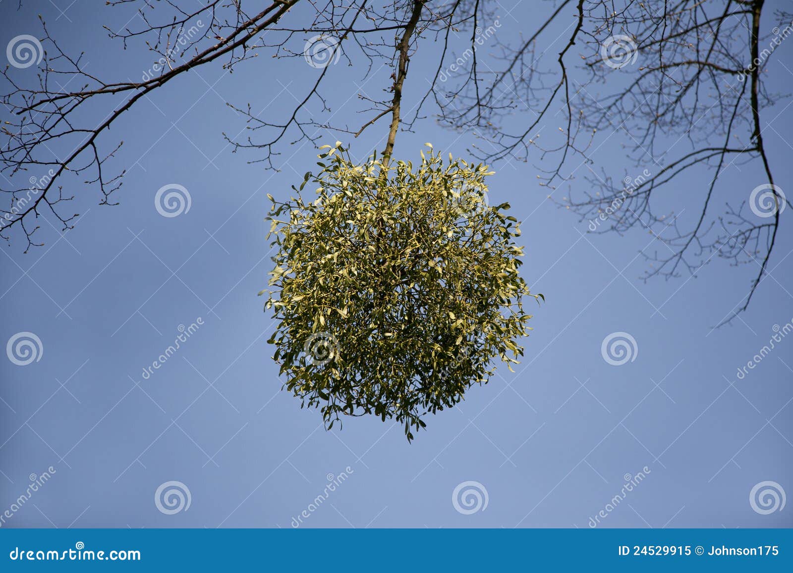 Mistletoe stock image. Image of merry, advent, leaf, festive - 24529915