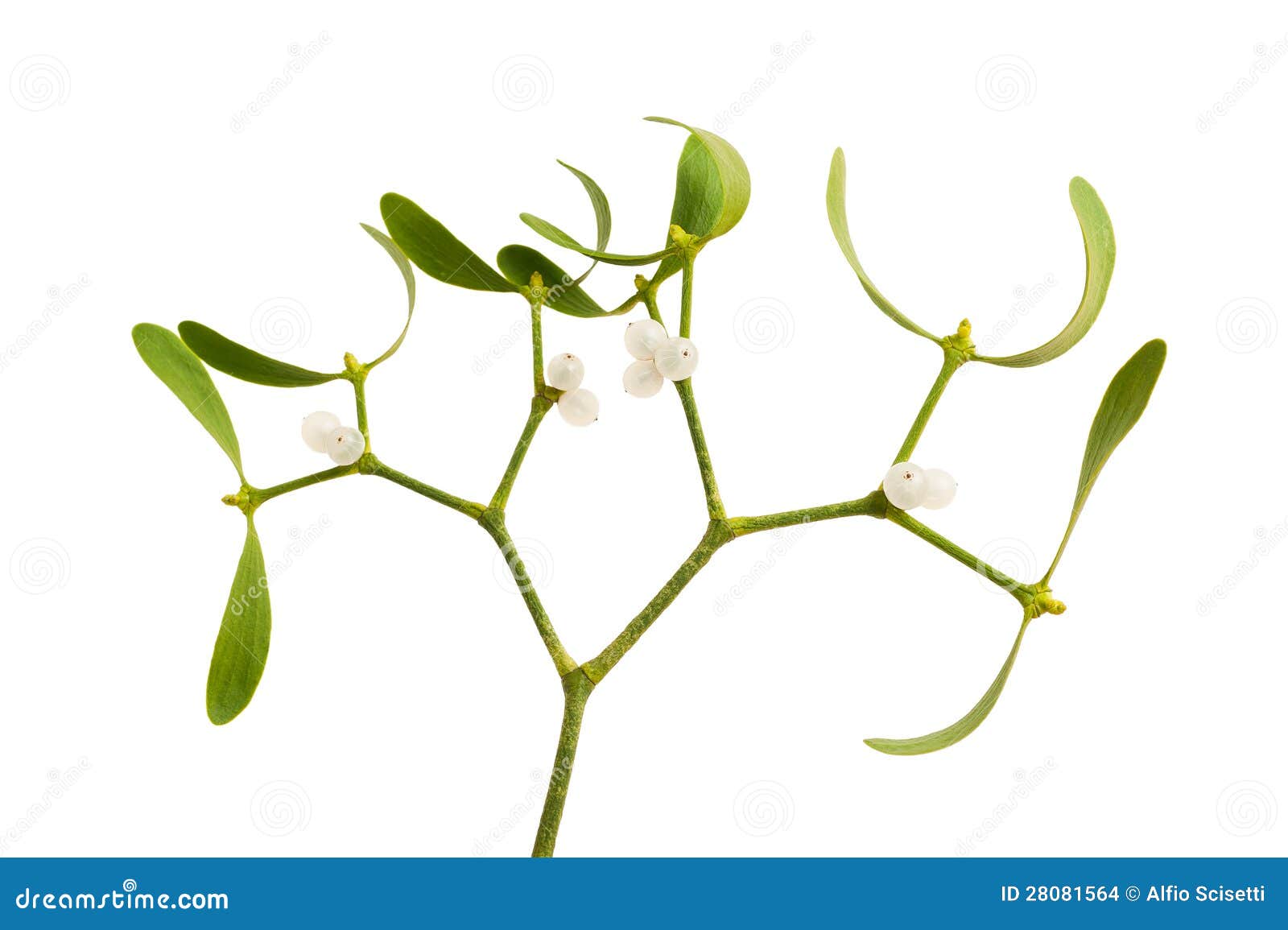 Mistletoe stock photo. Image of plant, foliage, fruit - 28081564