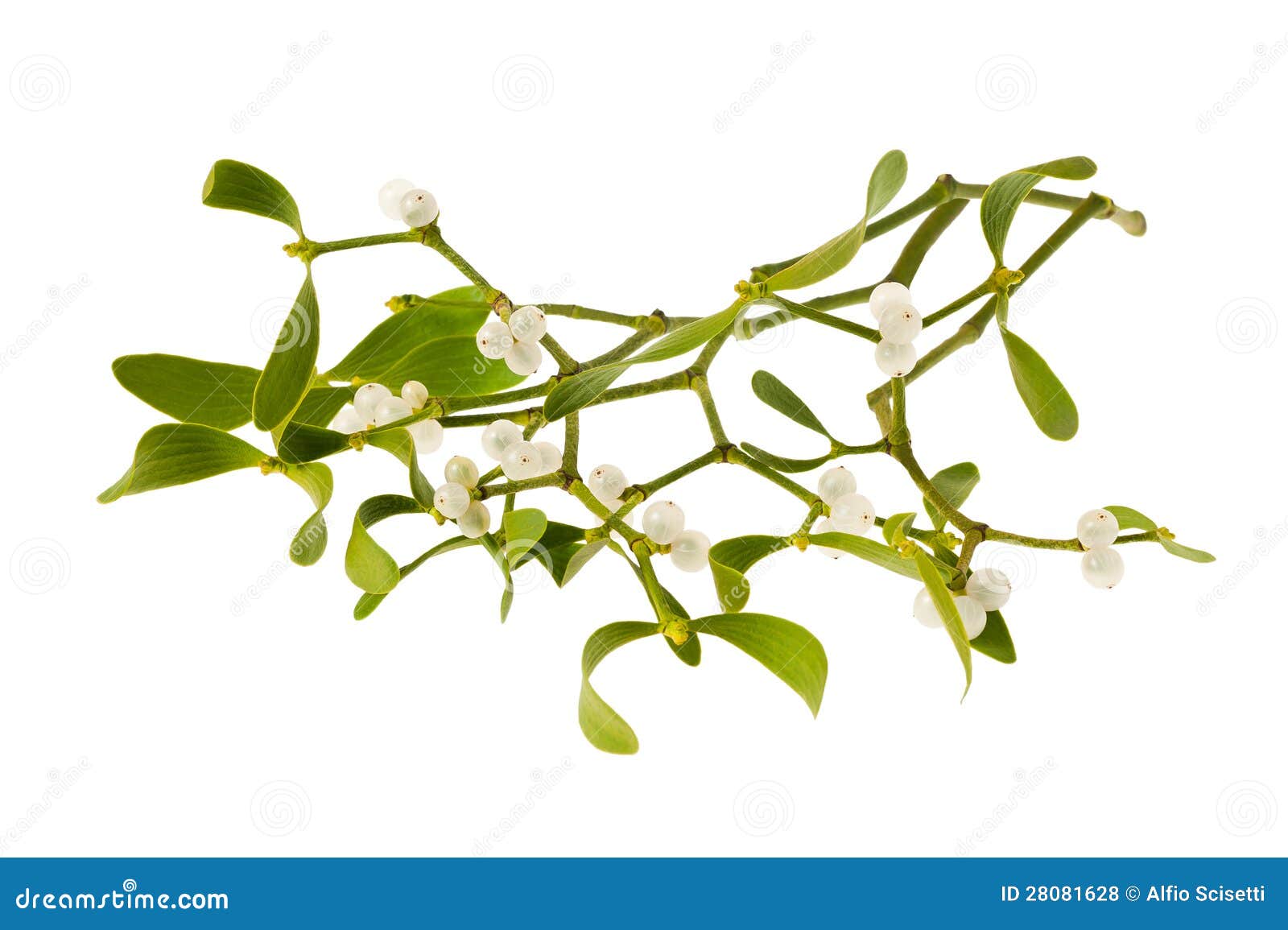 Mistletoe stock photo. Image of isolated, hemiparasitic - 28081628