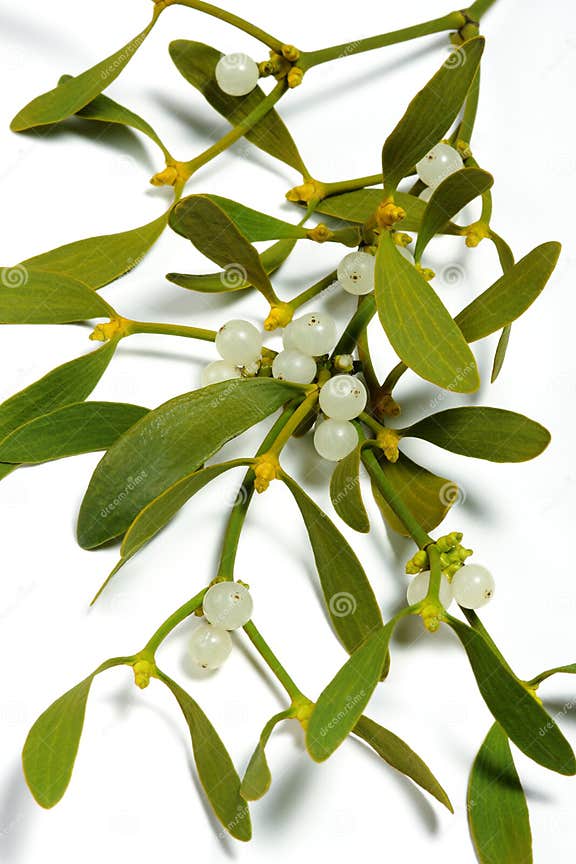 Mistletoe stock image. Image of house, symbol, decorate - 3929355