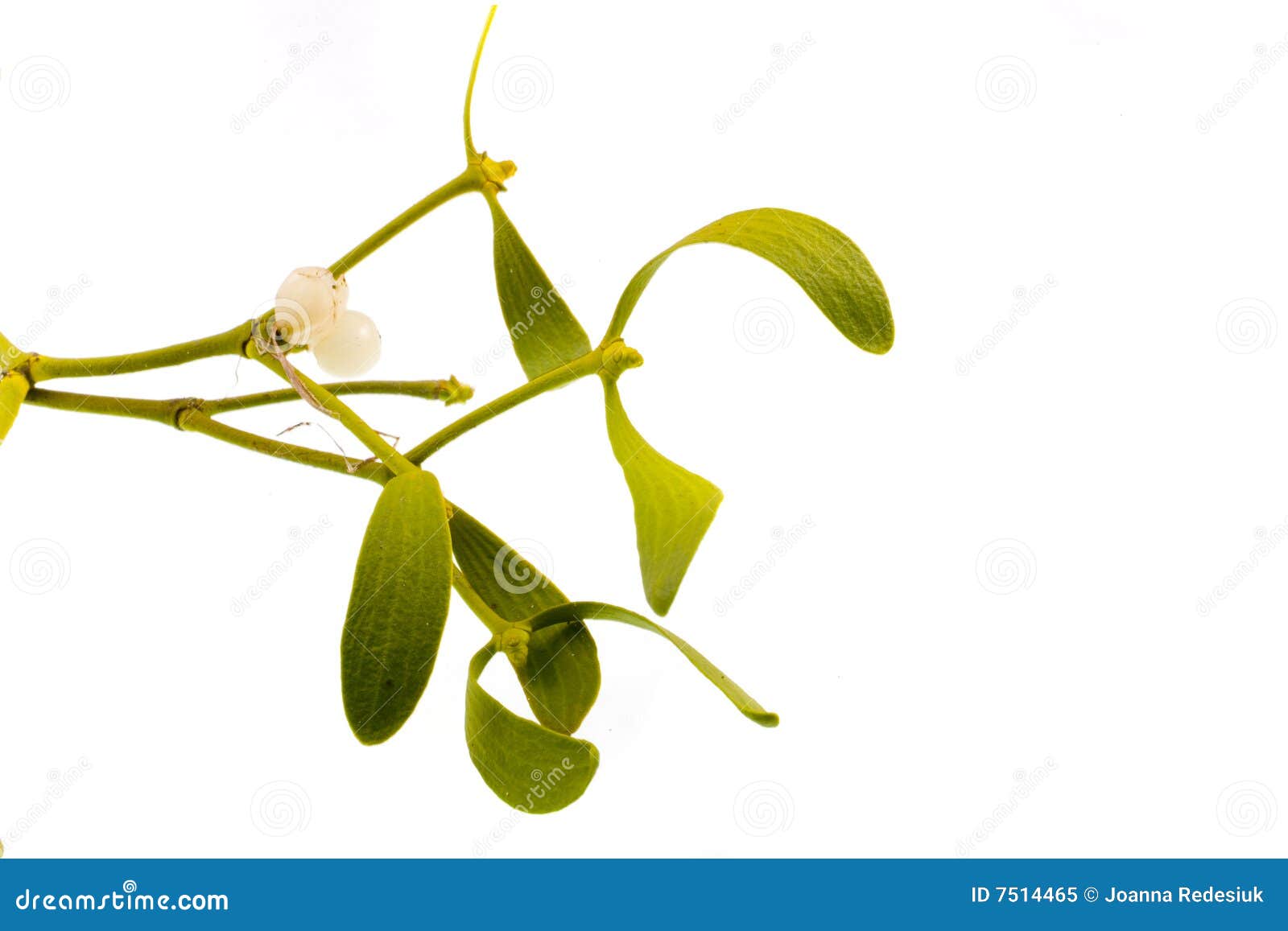 Mistletoe stock image. Image of home, celebrate, branch - 7514465