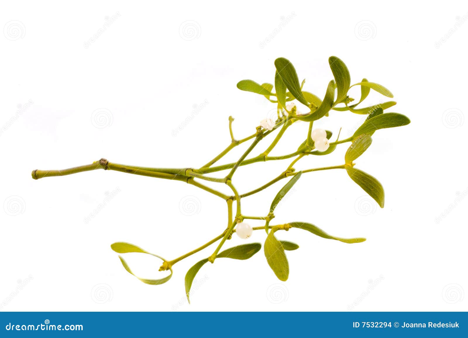 Mistletoe stock photo. Image of branch, decoration, winter - 7532294