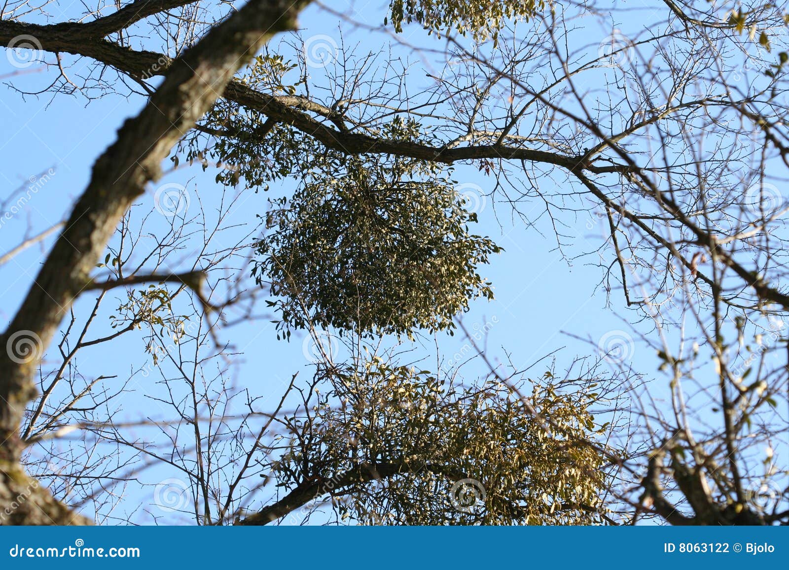 Mistletoe stock photo. Image of blue, green, leaf, evergreen - 8063122